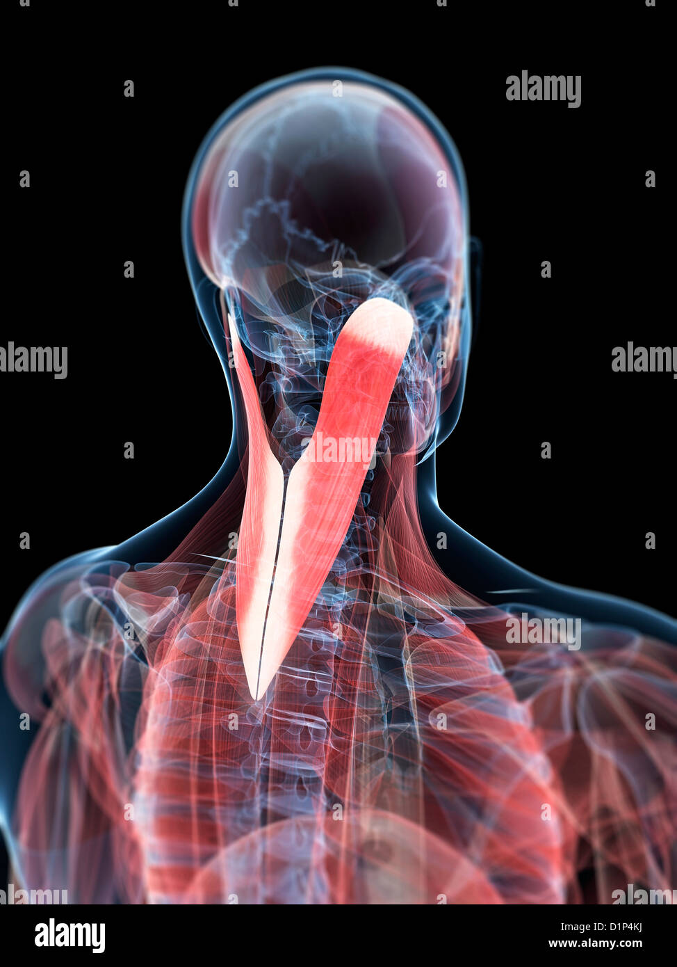 Muscoli del collo immagini e fotografie stock ad alta risoluzione - Alamy