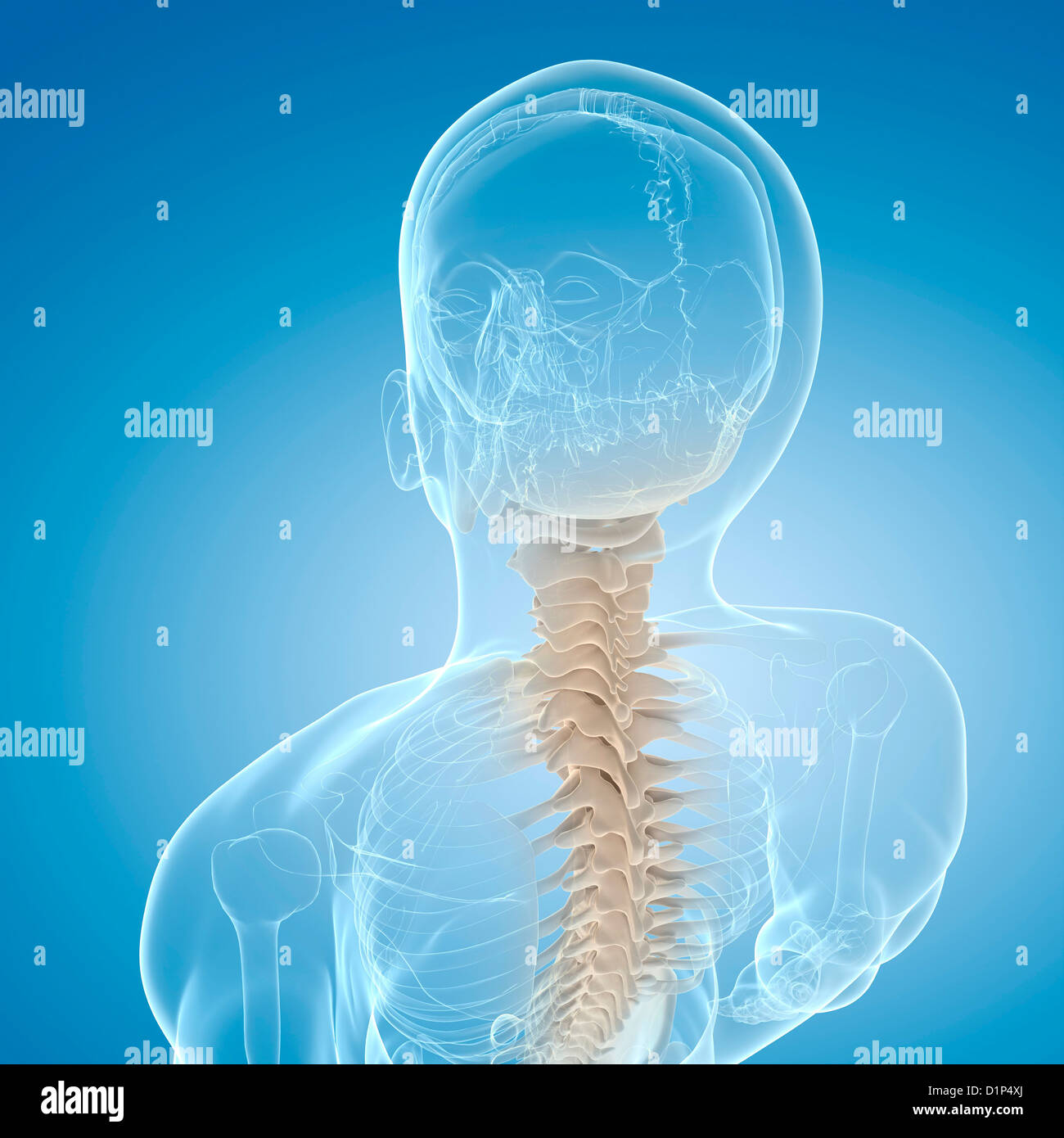 Colonna vertebrale cervicale immagini e fotografie stock ad alta ...