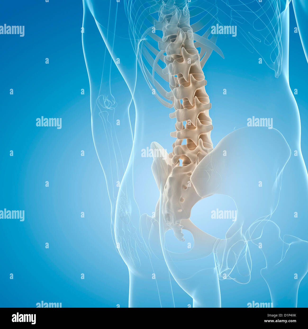 Anatomia della colonna lombare immagini e fotografie stock ad alta ...