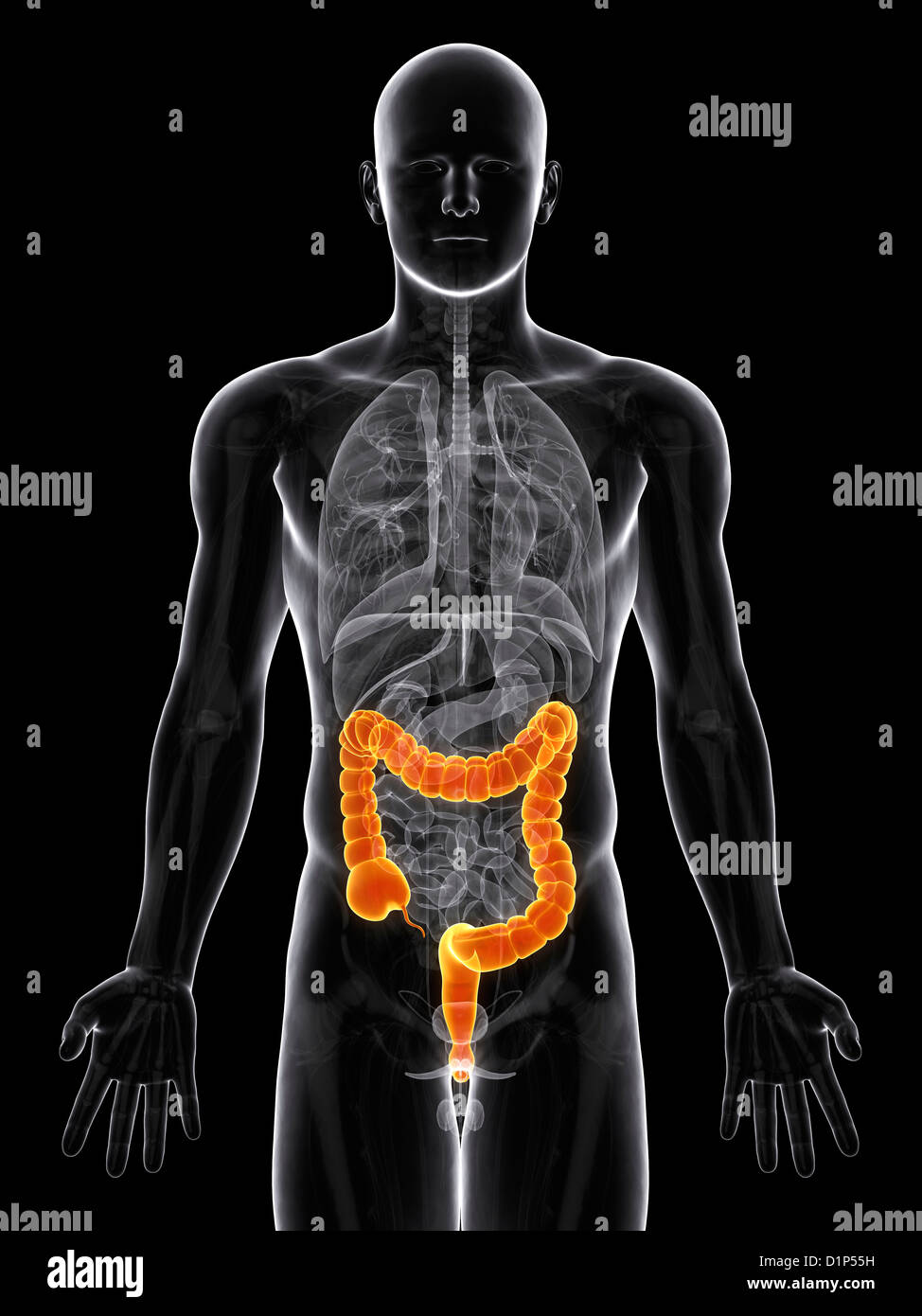 Intestino crasso sano immagini e fotografie stock ad alta risoluzione ...