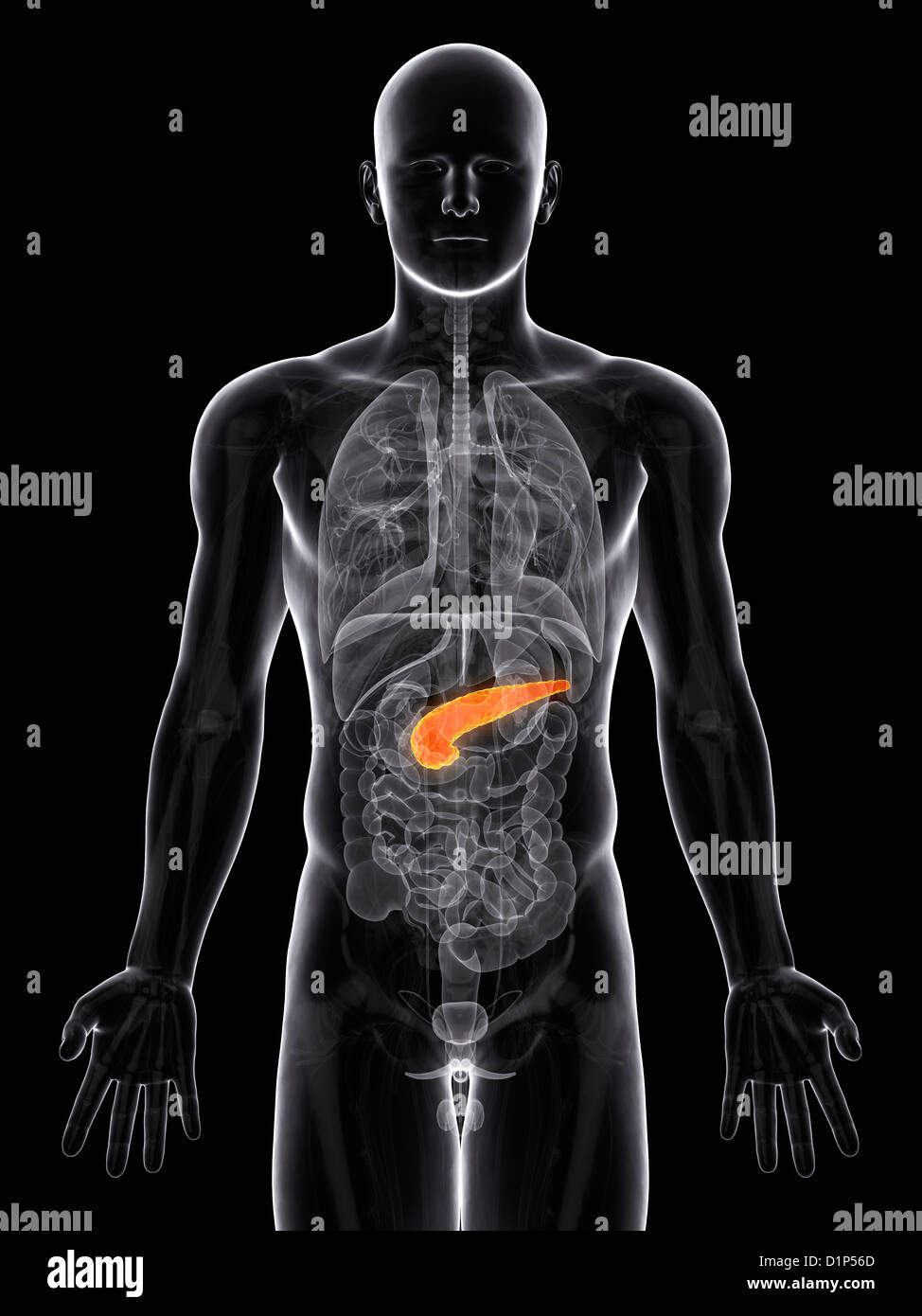 Healthy pancreas immagini e fotografie stock ad alta risoluzione - Alamy