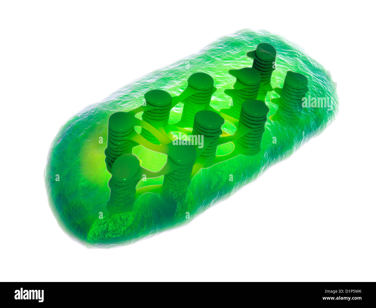 Il cloroplasto immagini e fotografie stock ad alta risoluzione - Alamy