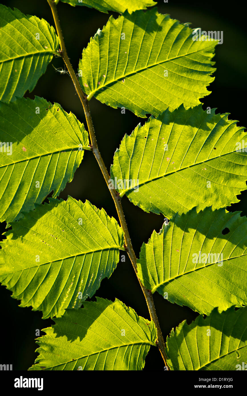 Faggio sullo sfondo immagini e fotografie stock ad alta risoluzione - Alamy