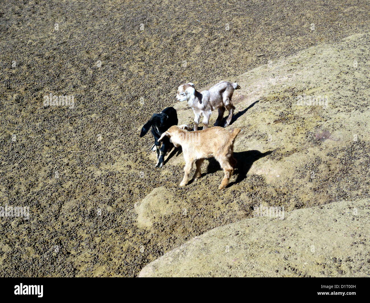 Recinto per capre immagini e fotografie stock ad alta risoluzione - Alamy