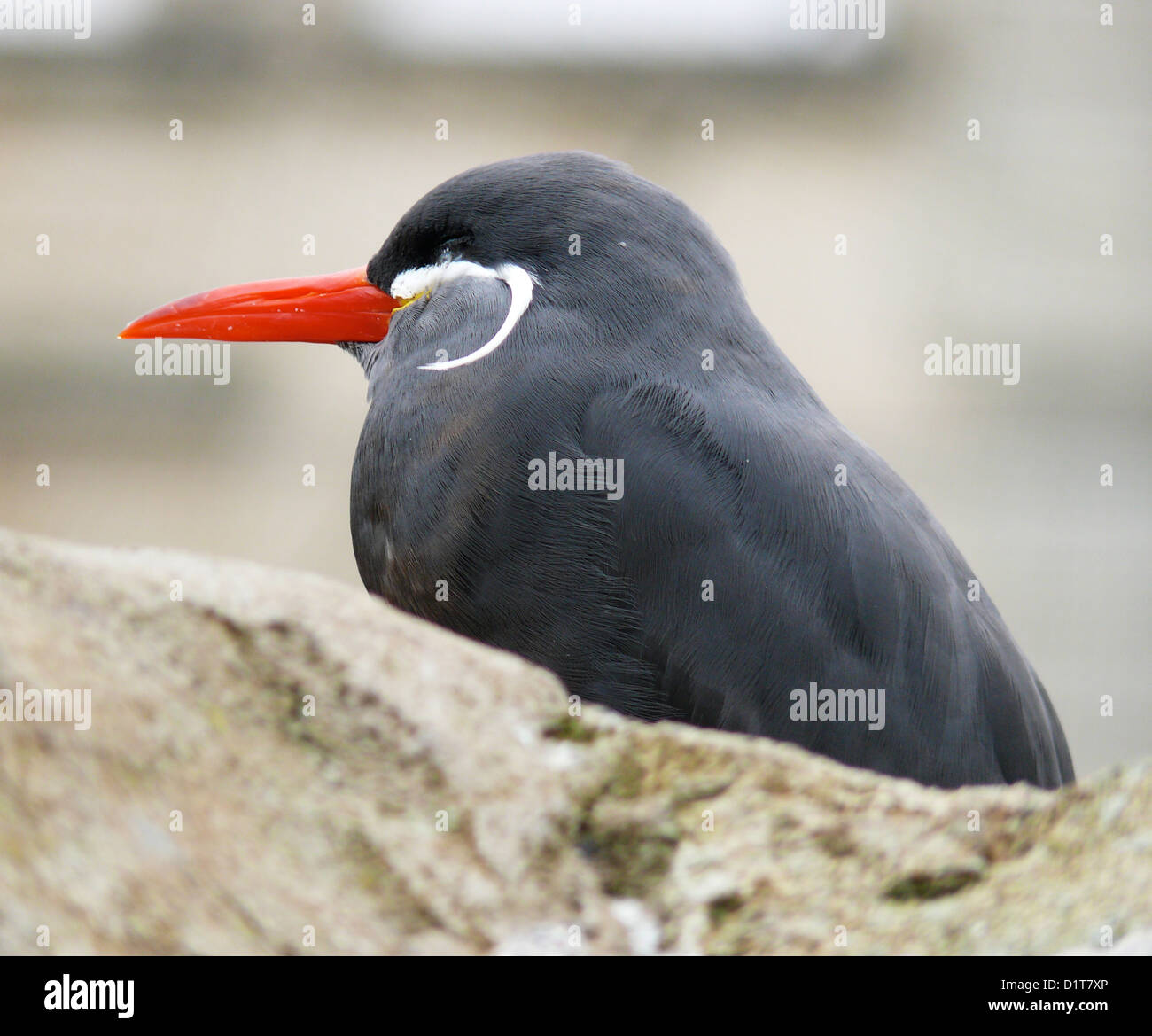 Inca sterna larosterna inca immagini e fotografie stock ad alta ...
