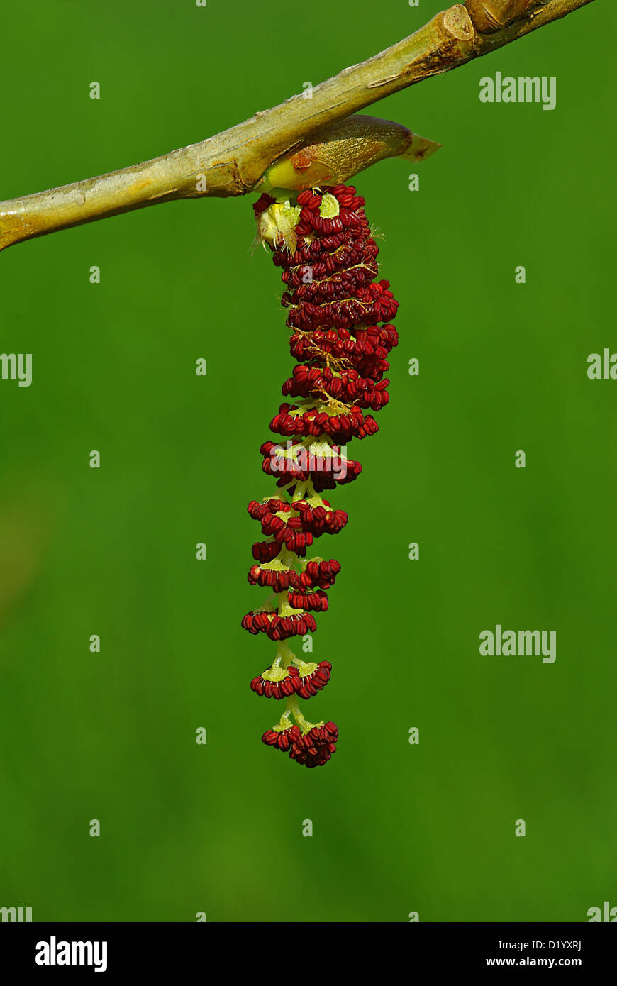 Polline di pioppo immagini e fotografie stock ad alta risoluzione - Alamy