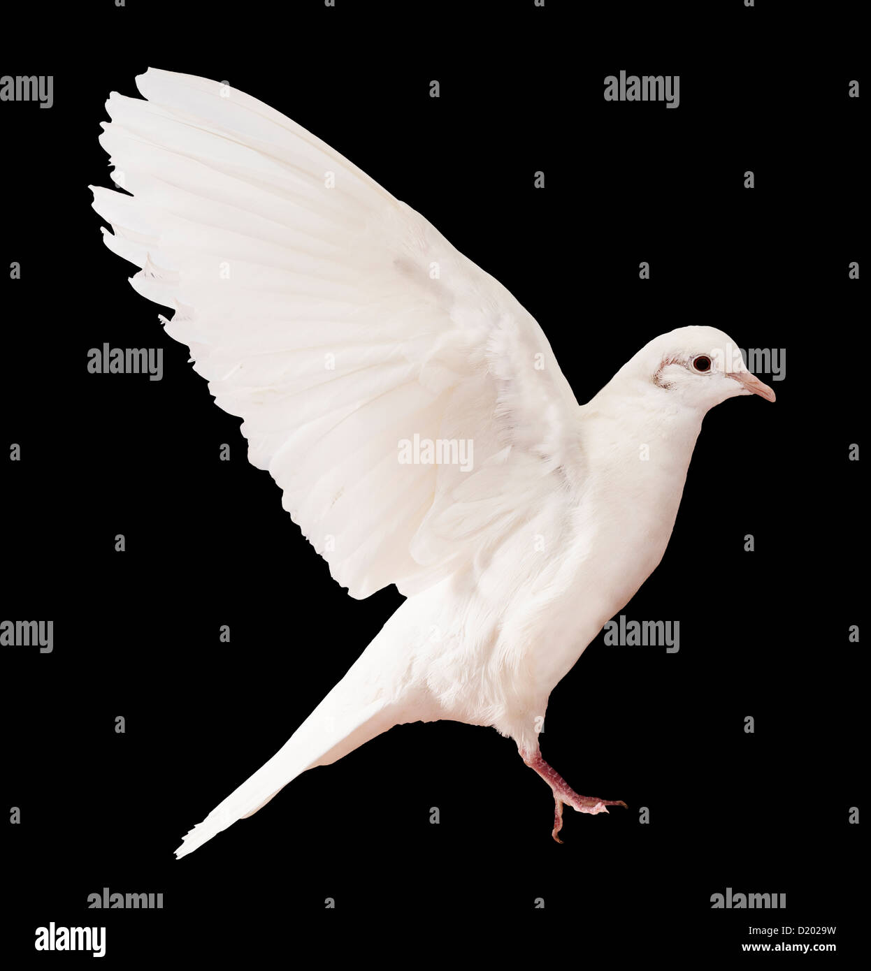 Bird, nero, Colomba, fede, piume, volo, volare, gratuito, libertà ...