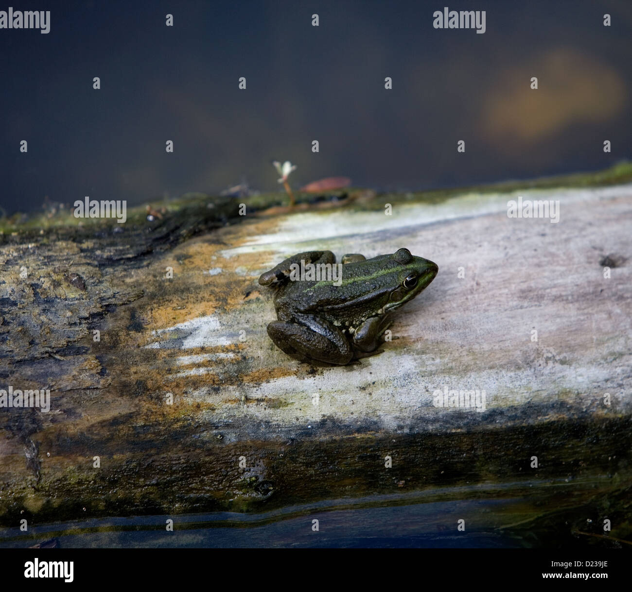 Rana acquatica immagini e fotografie stock ad alta risoluzione - Alamy