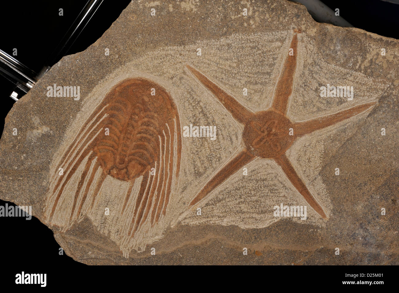 Trilobata, Kettneraspis williamsi, Ordine Lichida, Famiglia ...