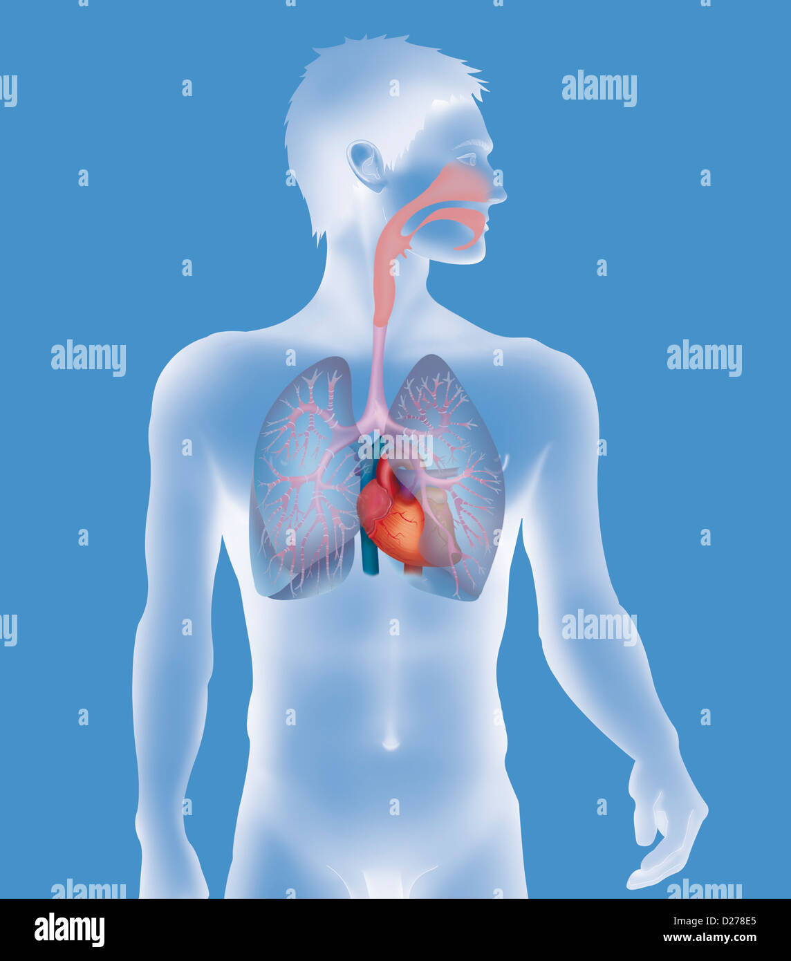 Albero bronchiale con vene e arterie immagini e fotografie stock ad ...