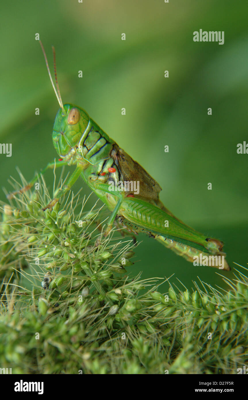 Insetti in primo piano immagini e fotografie stock ad alta risoluzione ...