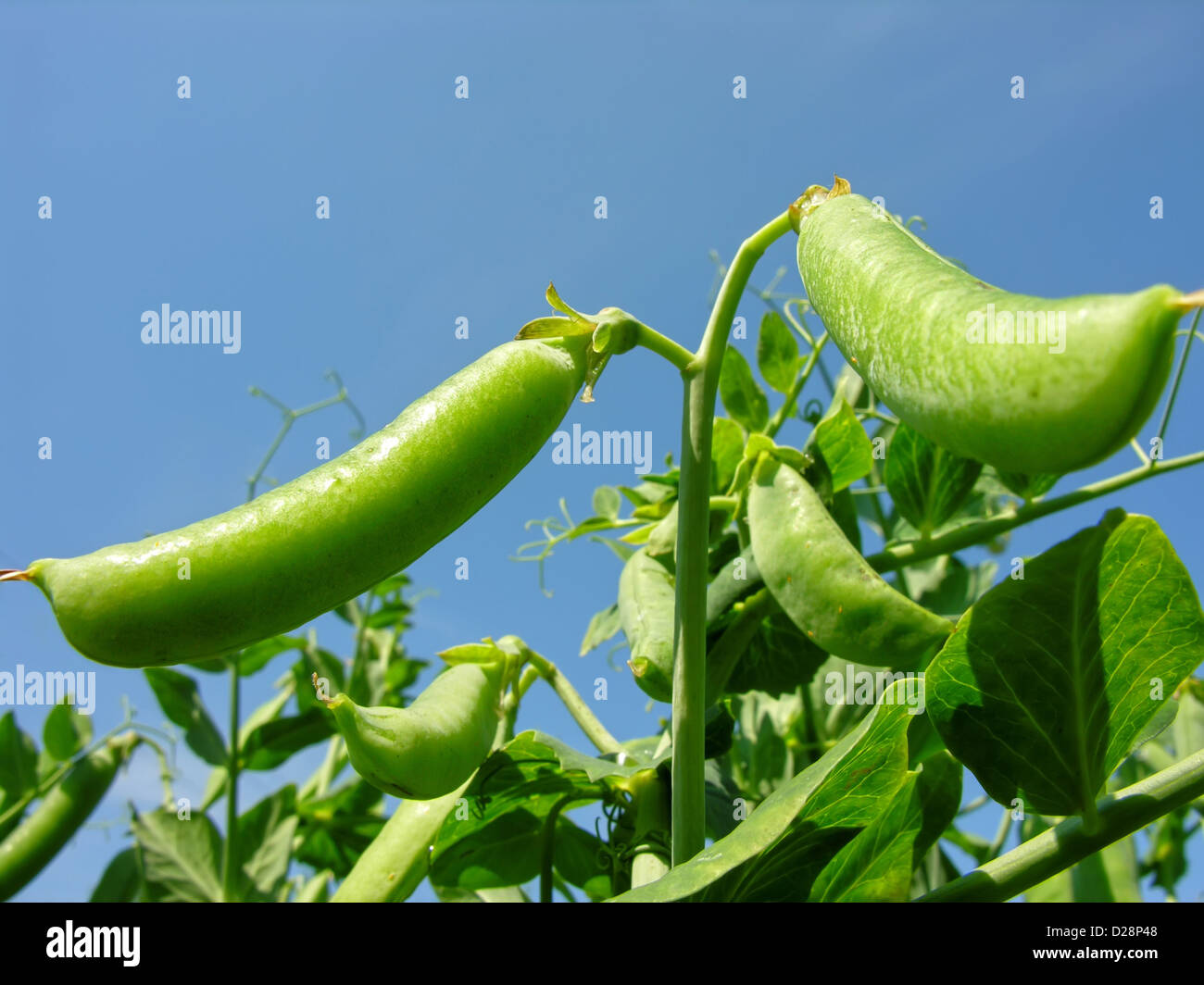Pianta di piselli immagini e fotografie stock ad alta risoluzione - Alamy