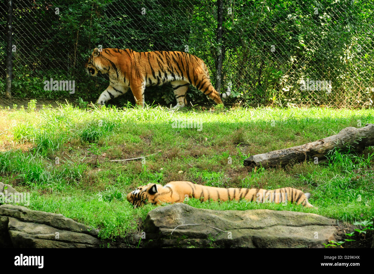 Tigri nere immagini e fotografie stock ad alta risoluzione - Alamy