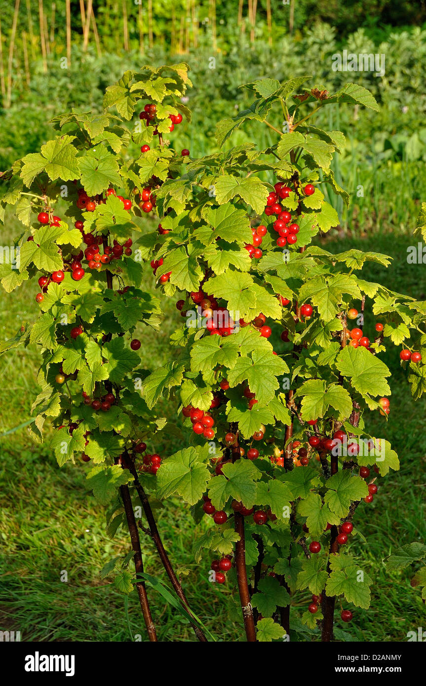 Ribes rosso (ribes rubrum) stagionatura nella boccola Foto stock - Alamy
