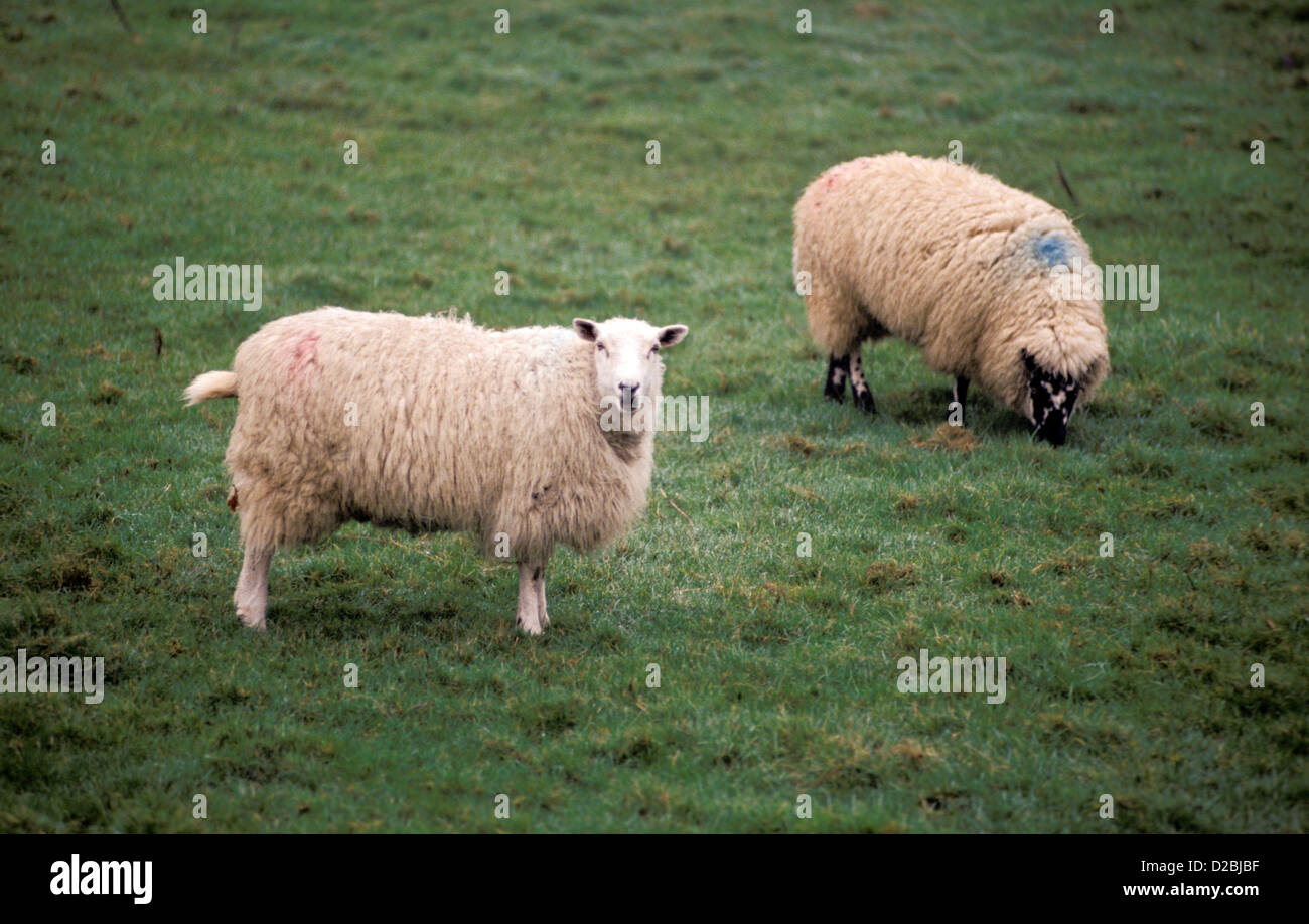 Capre e pecore immagini e fotografie stock ad alta risoluzione - Alamy