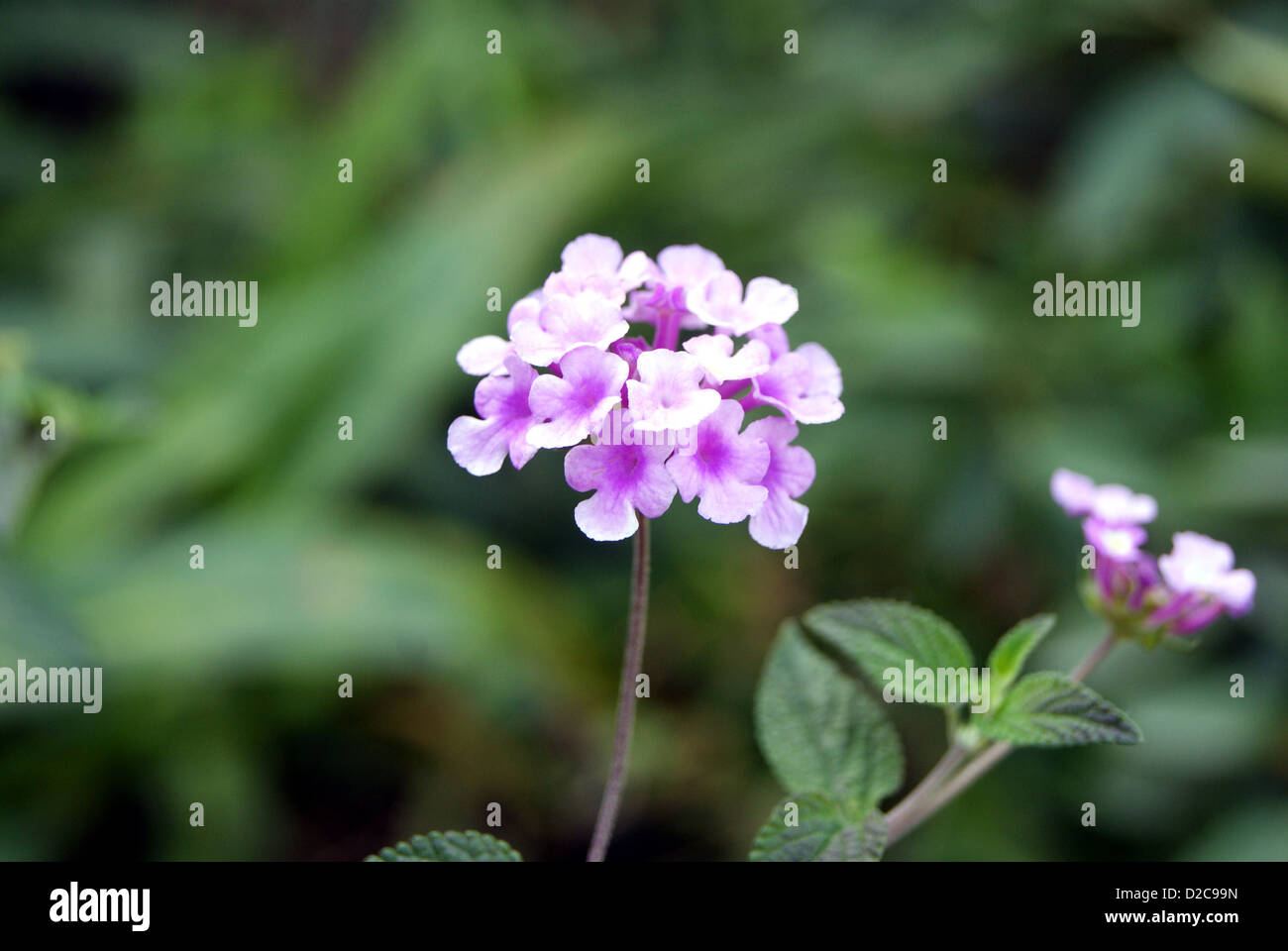 Colore prugna immagini e fotografie stock ad alta risoluzione - Alamy