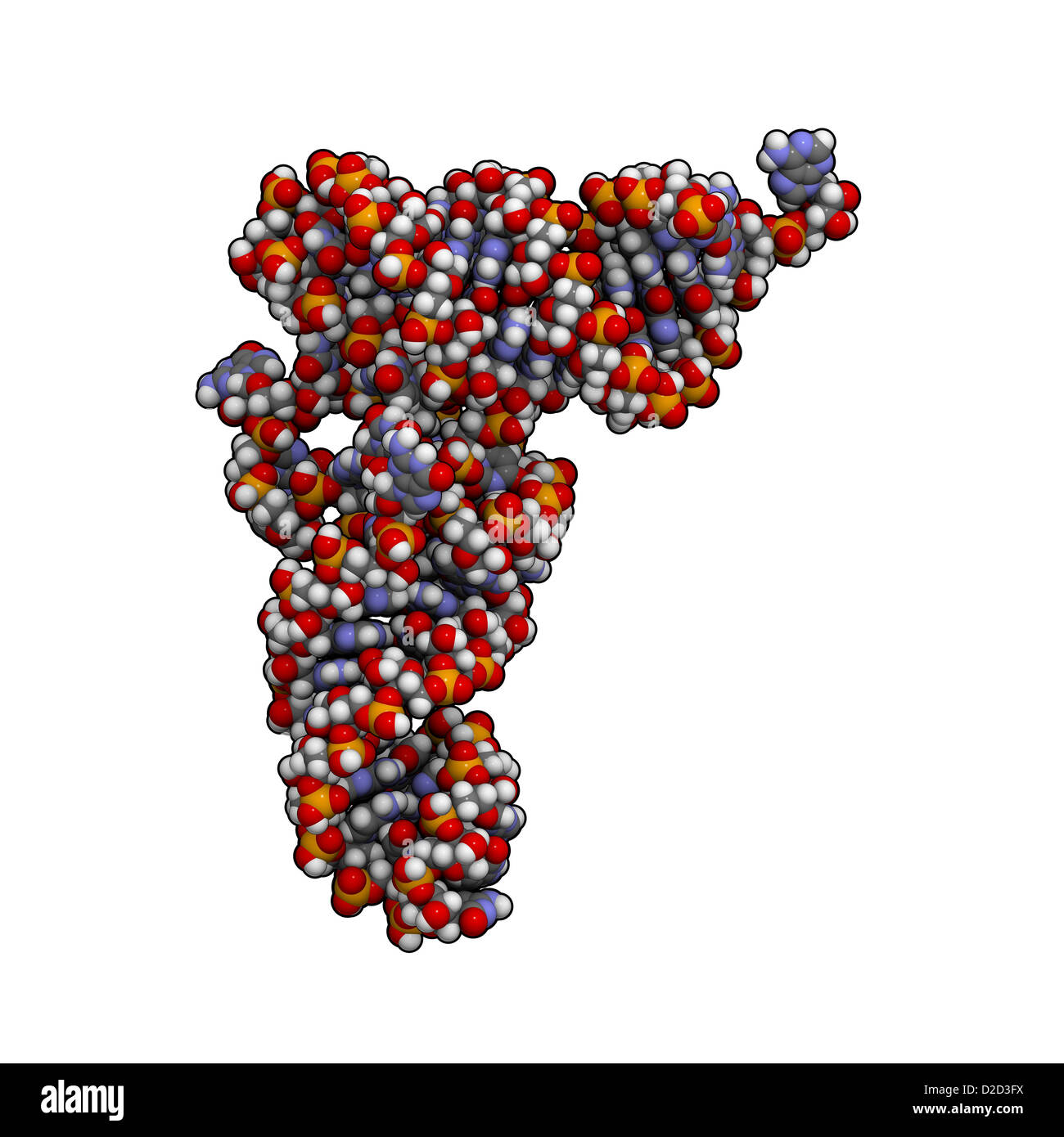 Trasferimento tRNA RNA acido ribonucleico traduce RNA messaggero mRNA ...