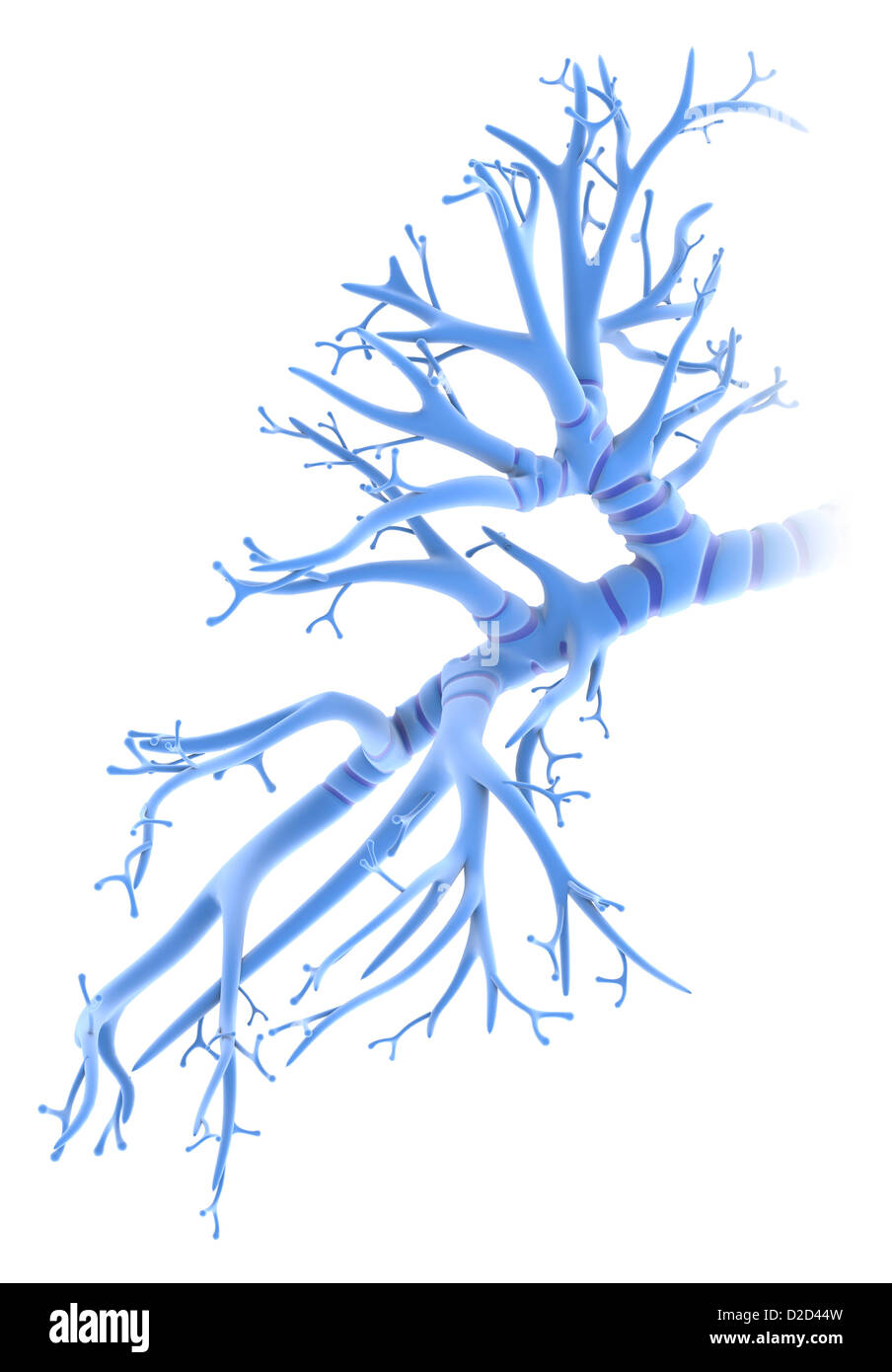Albero bronchiale rete delle vie aeree che servono entrambi i polmoni a ...