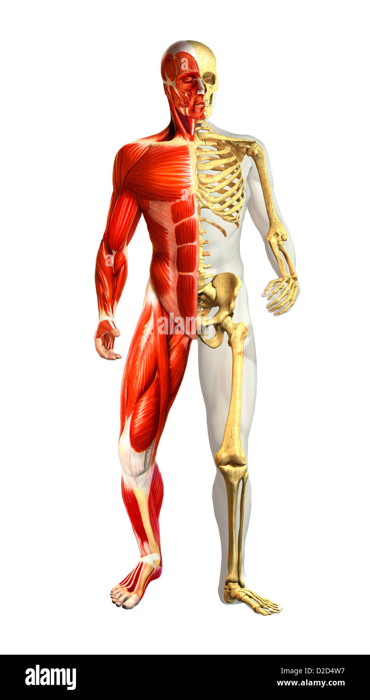 Anatomia muscoli maschile immagini e fotografie stock ad alta ...