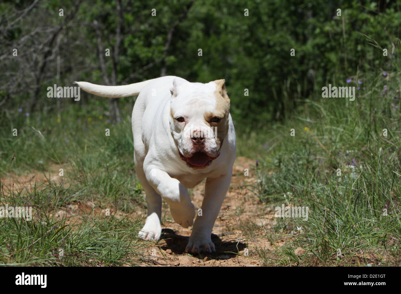 American bully cucciolo di cane immagini e fotografie stock ad alta ...