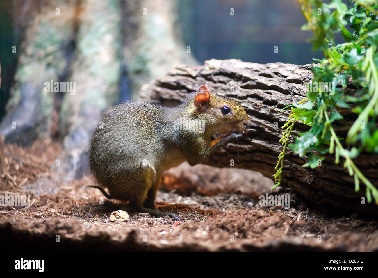 Roditore che mangia immagini e fotografie stock ad alta risoluzione - Alamy