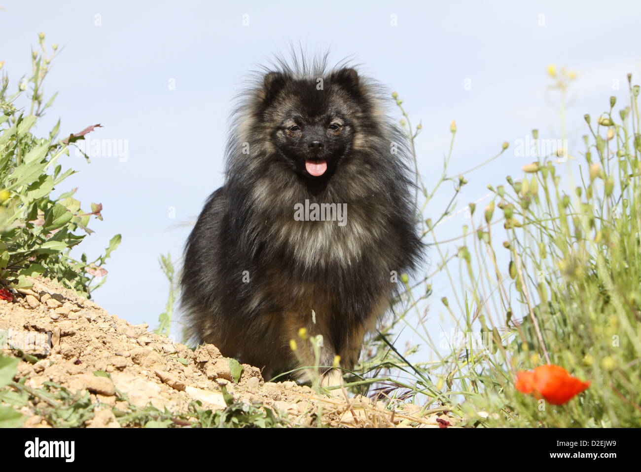 Pomeranians di razza di razza di cani spitz cani di razza pura immagini ...