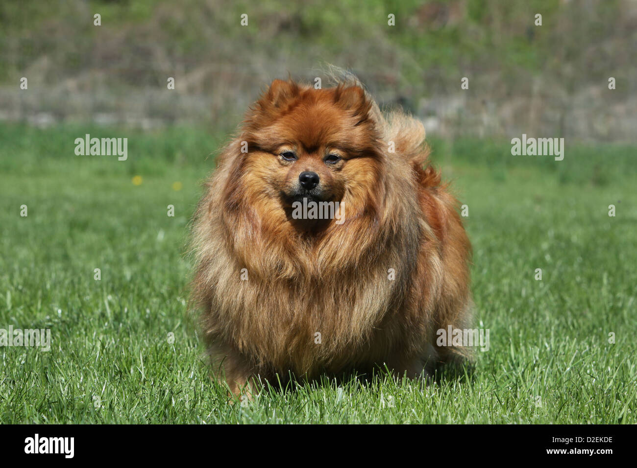 Spitz enano immagini e fotografie stock ad alta risoluzione - Alamy