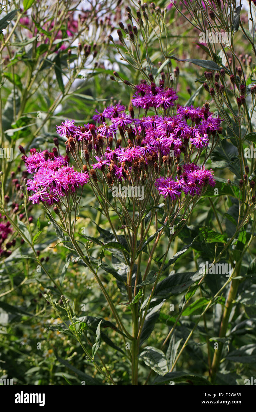 Flora della prateria immagini e fotografie stock ad alta risoluzione ...