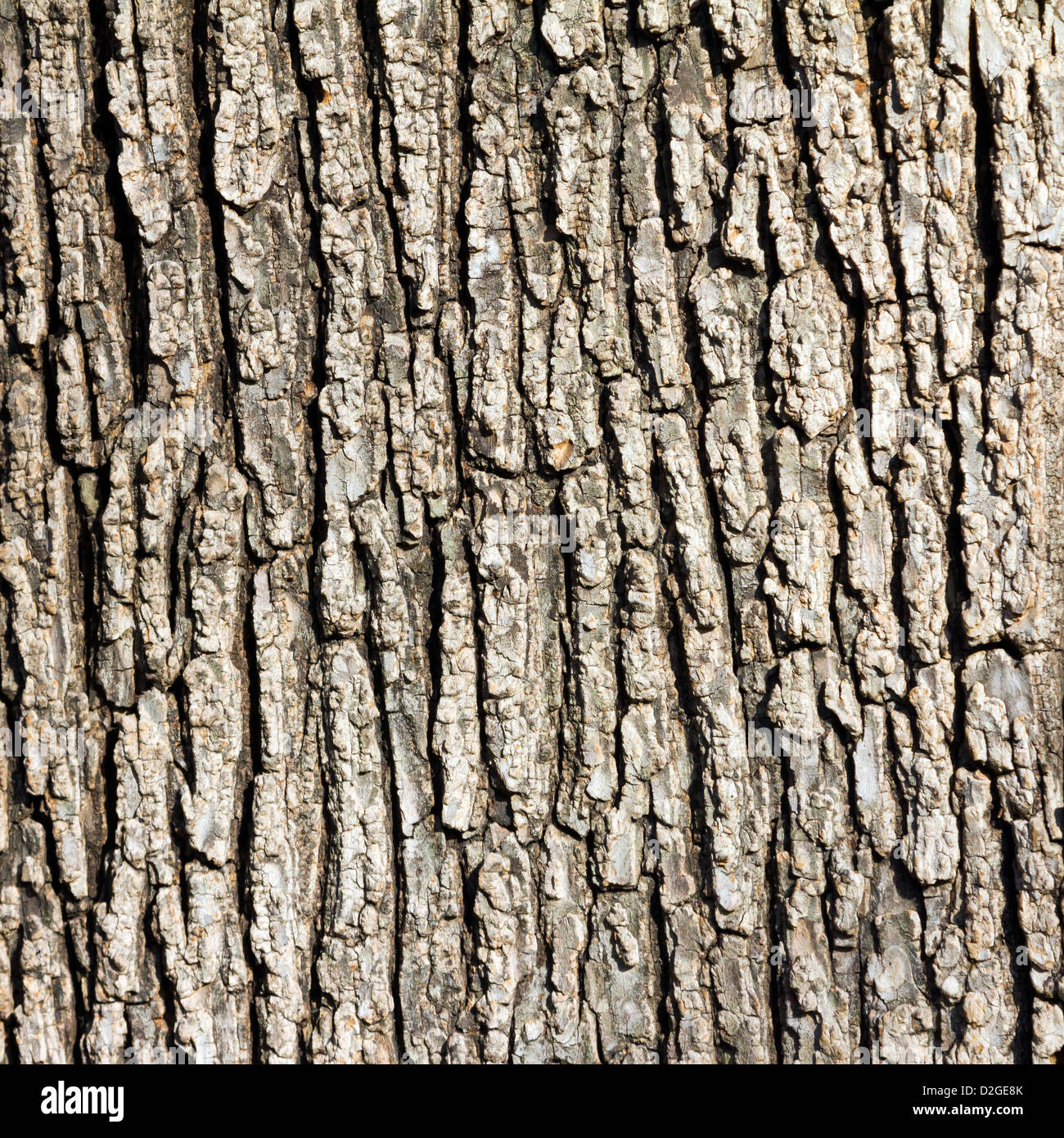 Albero texture immagini e fotografie stock ad alta risoluzione - Alamy