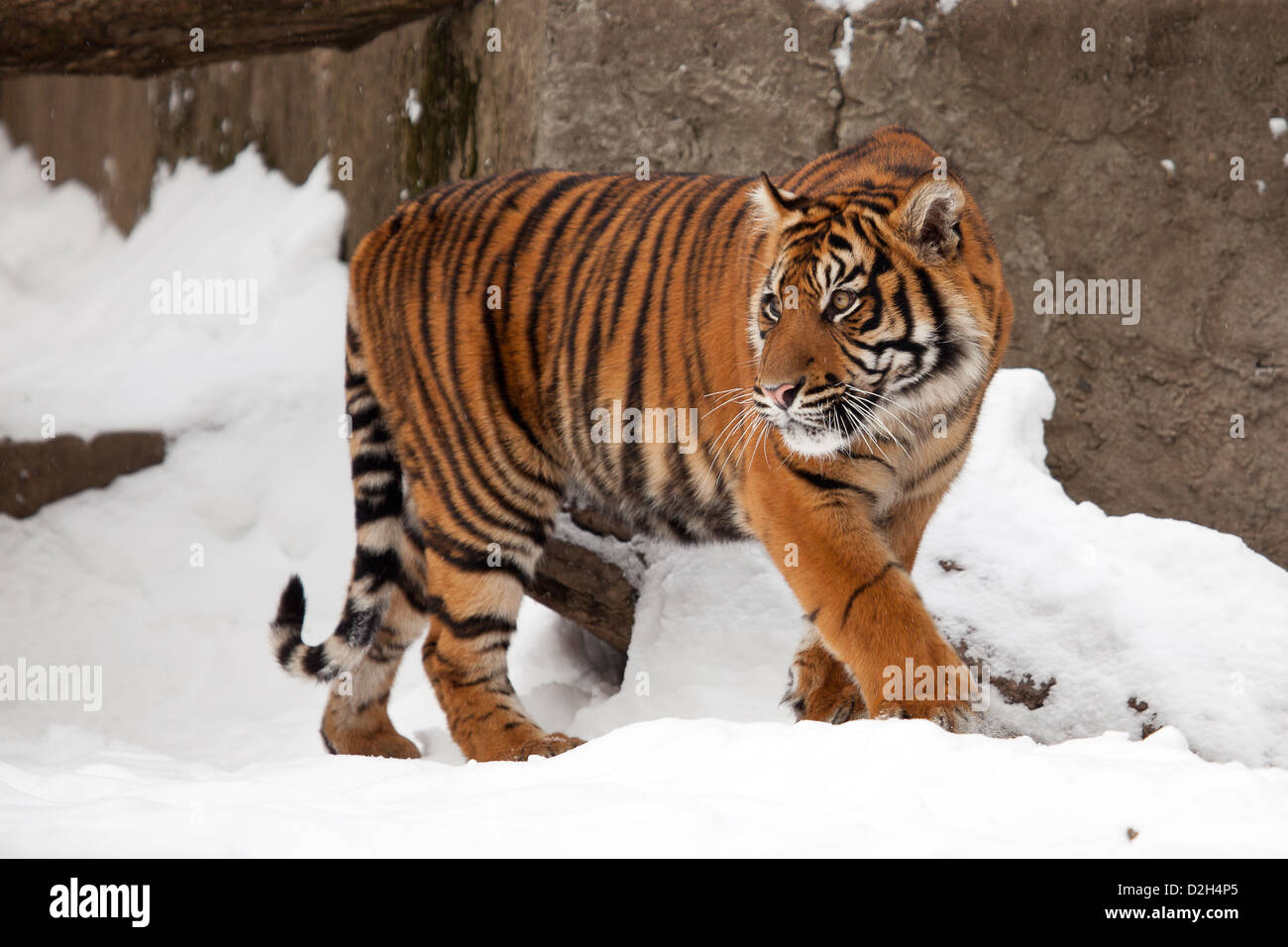 Tigre bianca su neve immagini e fotografie stock ad alta risoluzione ...