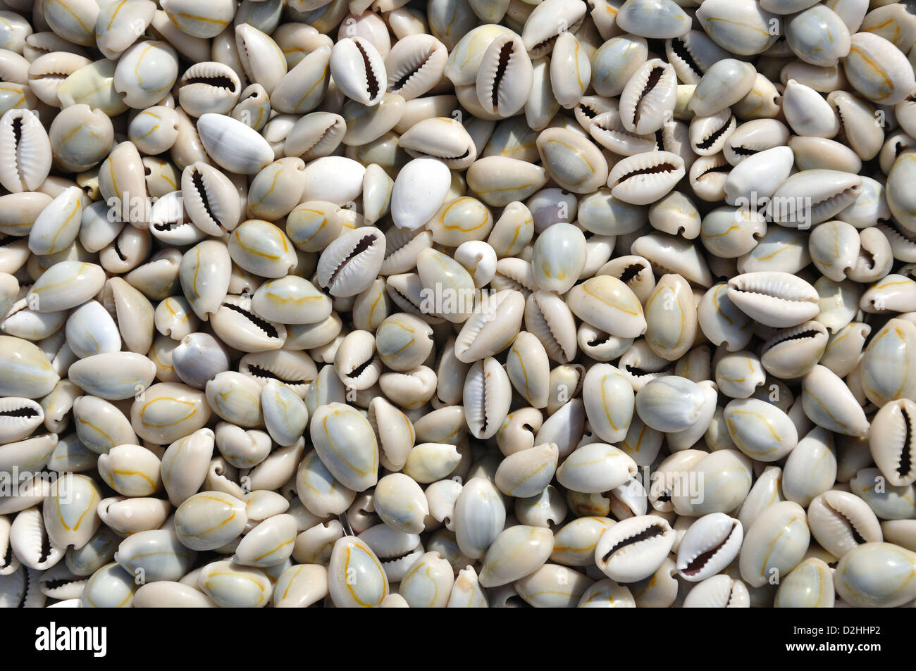 Molluschi gasteropodi marini nei cypraeidae immagini e fotografie stock ...