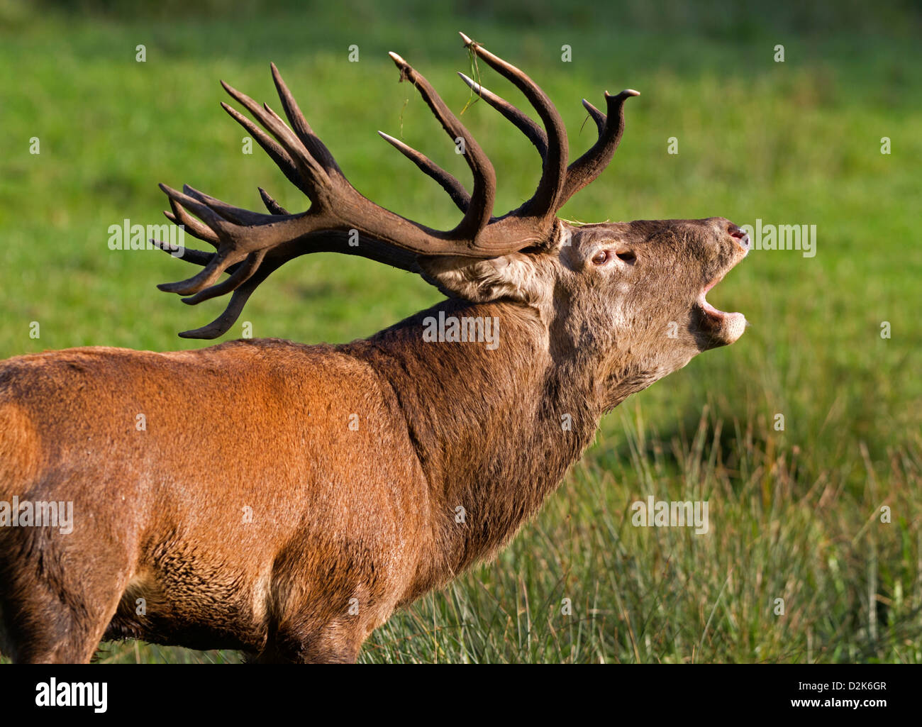 Cervo con palchi immagini e fotografie stock ad alta risoluzione - Alamy