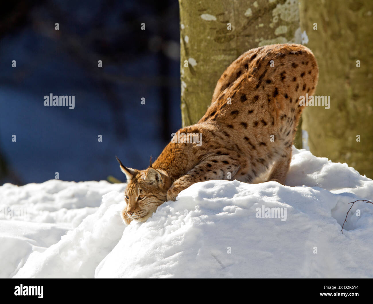 Lince europea immagini e fotografie stock ad alta risoluzione - Alamy