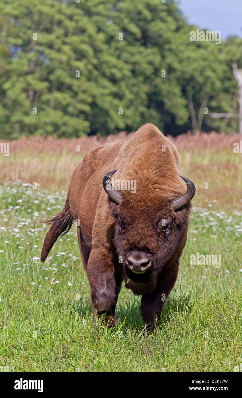 Bisonte europaeische immagini e fotografie stock ad alta risoluzione ...
