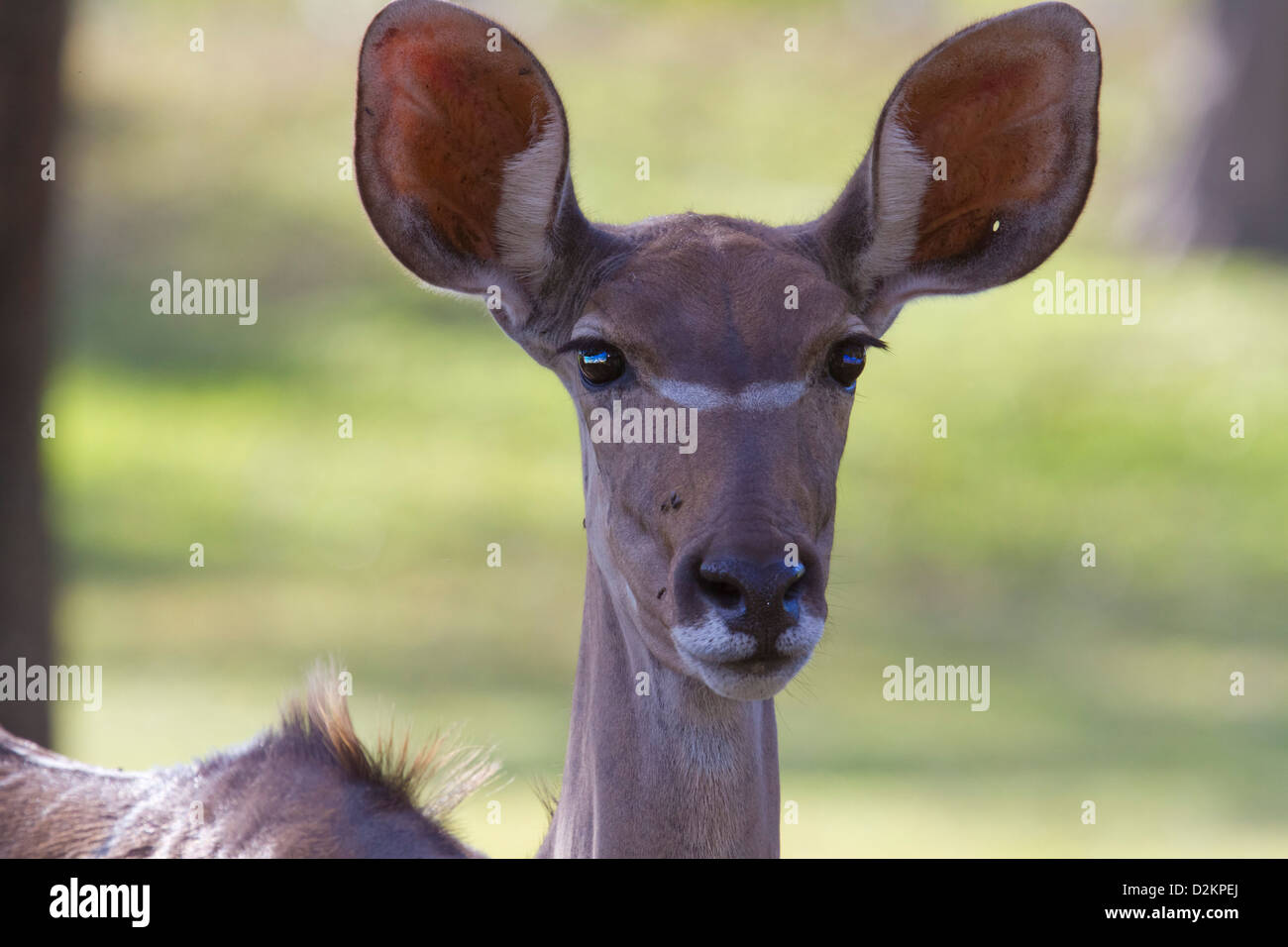 Kudu maggiore immagini e fotografie stock ad alta risoluzione - Alamy