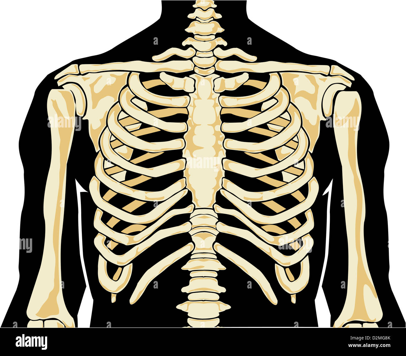 Anatomia umana. Torace. Vettore in strati separati Foto stock - Alamy