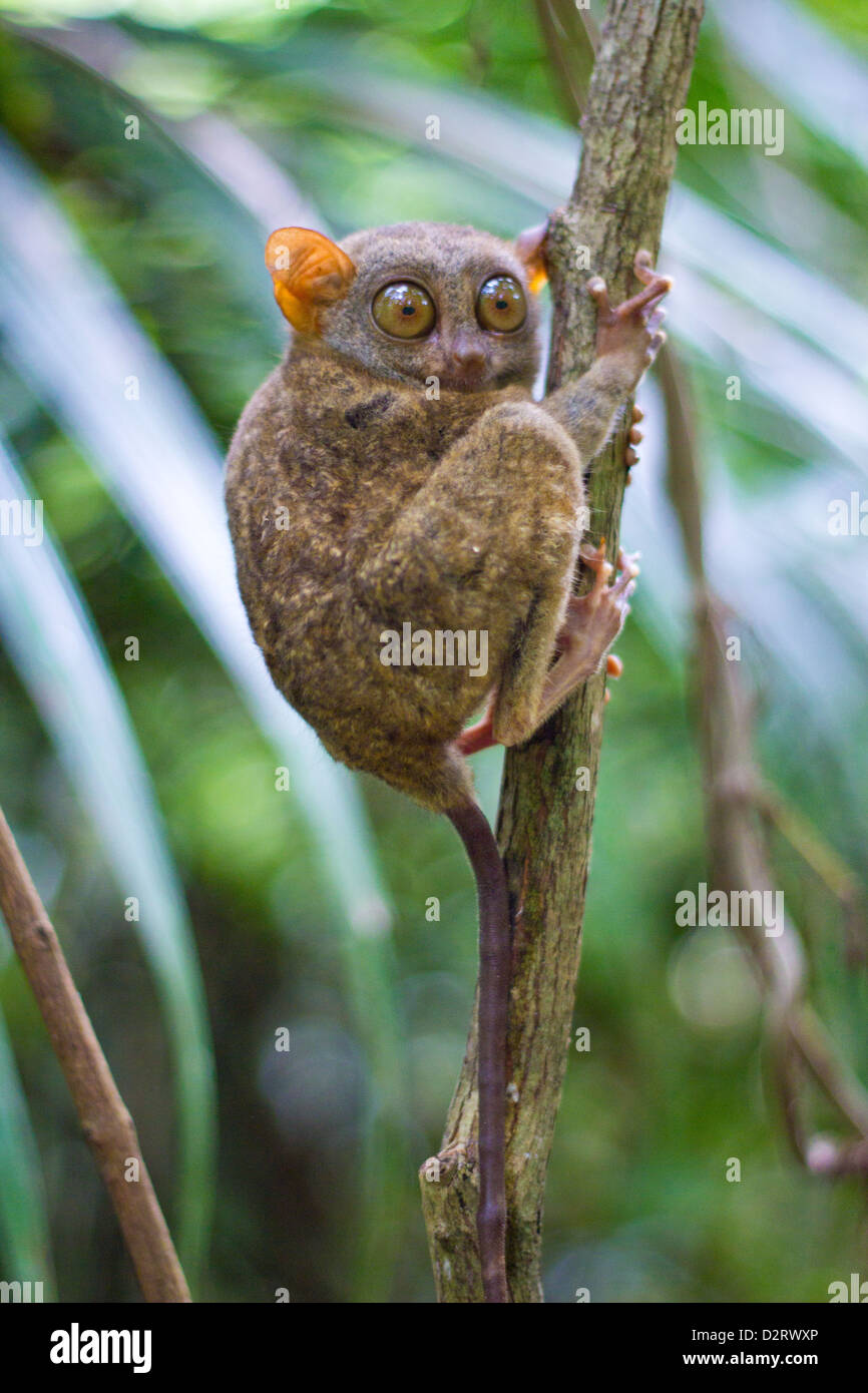 Philippine tarsier immagini e fotografie stock ad alta risoluzione - Alamy