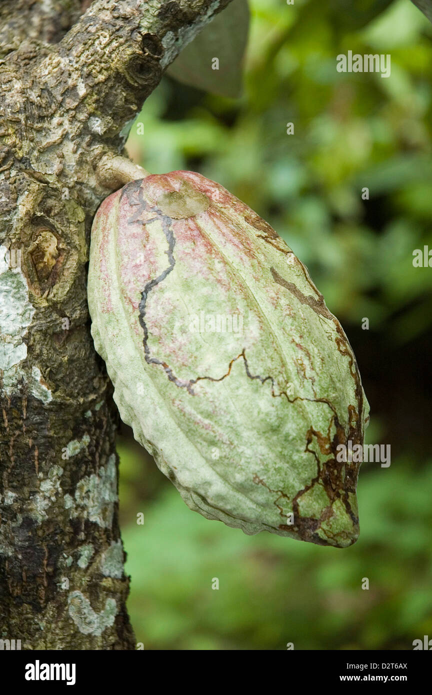Cultivation cacao immagini e fotografie stock ad alta risoluzione - Alamy