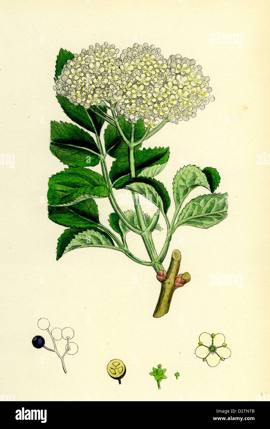 Sambucus illustration immagini e fotografie stock ad alta risoluzione ...