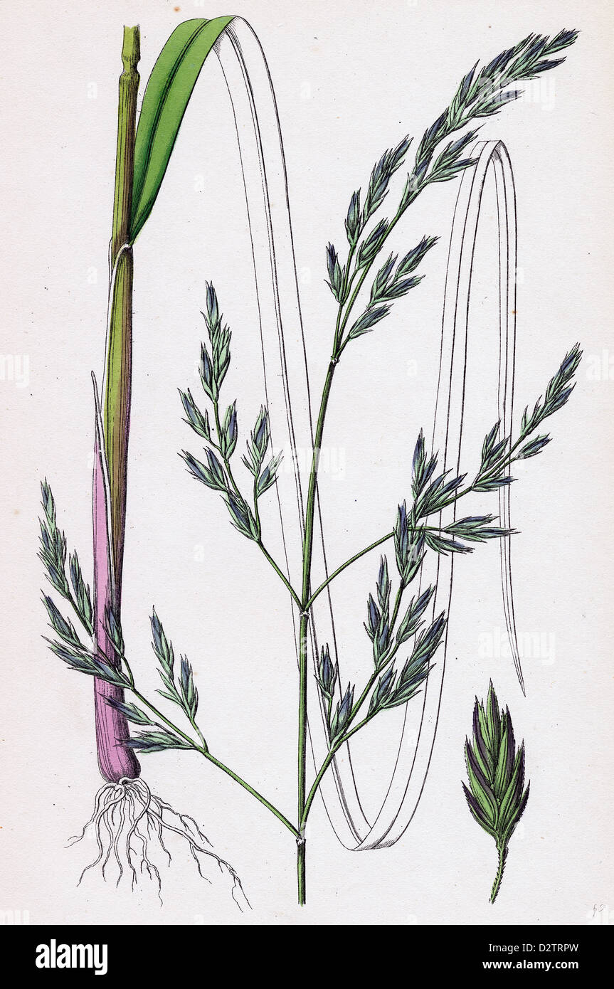 Tall fescue festuca arundinacea immagini e fotografie stock ad alta ...