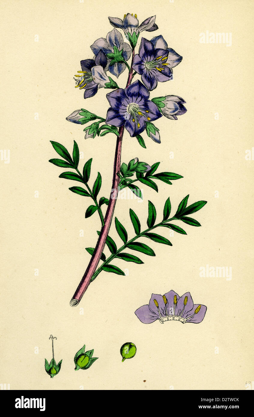 Scala di giacobbe incisione immagini e fotografie stock ad alta ...