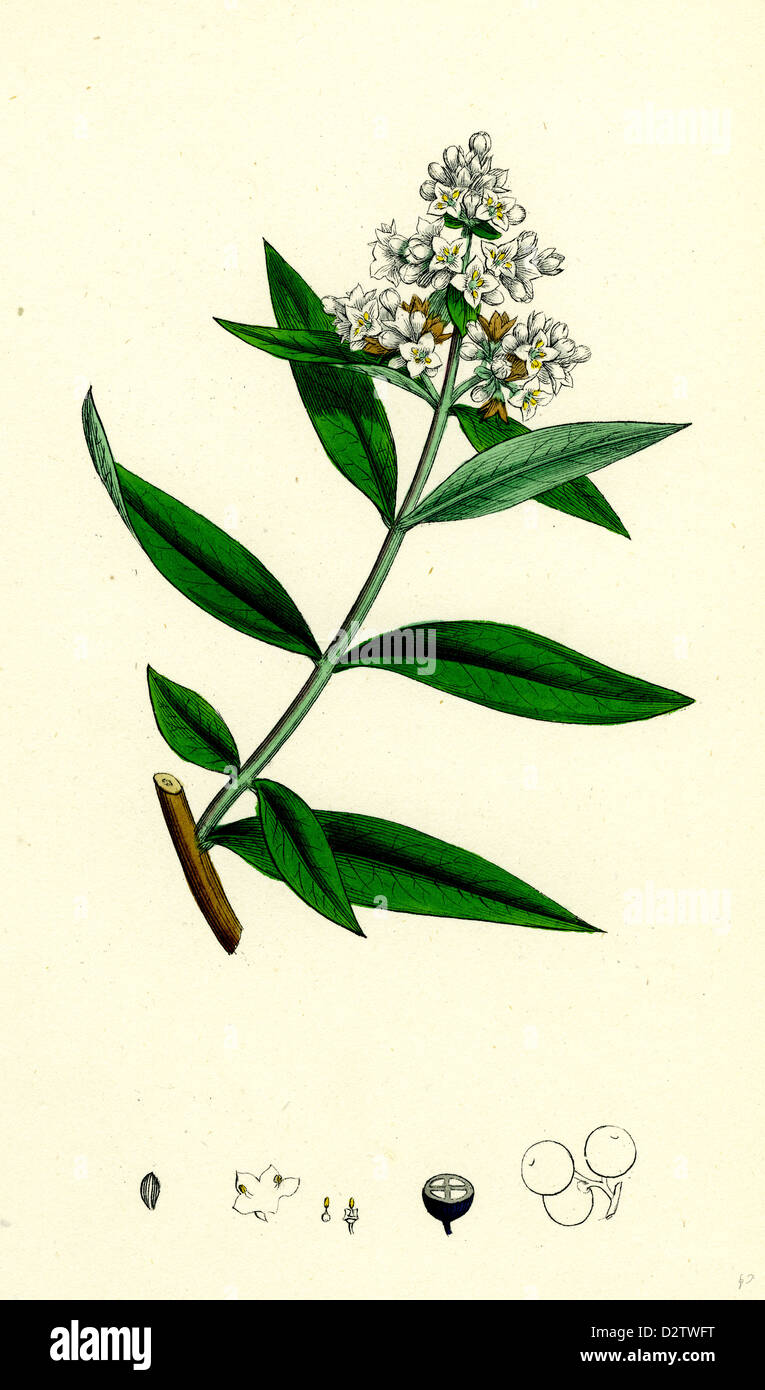 Illustrazione botanica di ligustrum vulgare immagini e fotografie stock ...