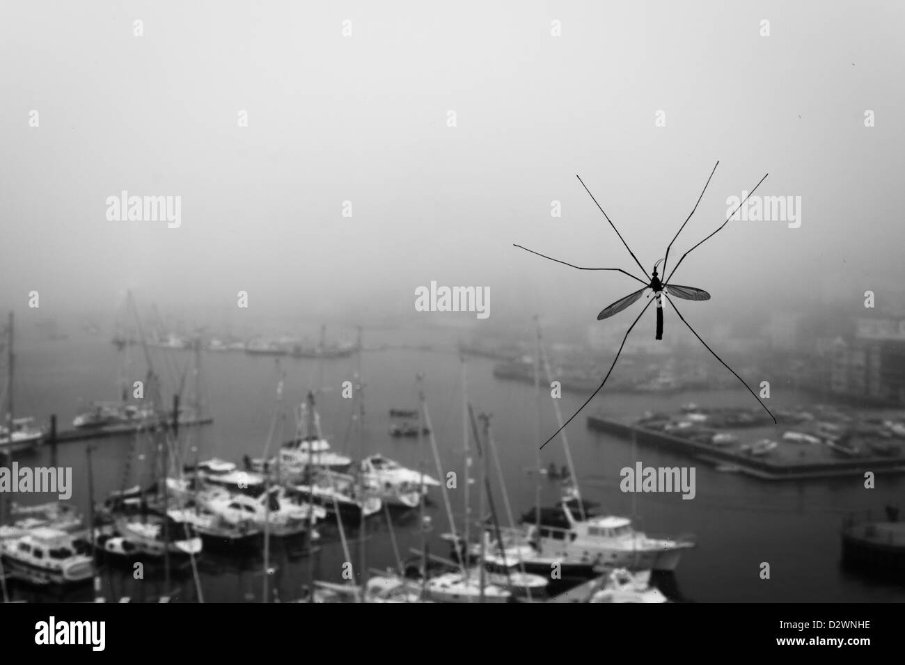 Grande gru volante Foto e Immagini Stock in Bianco e Nero - Alamy