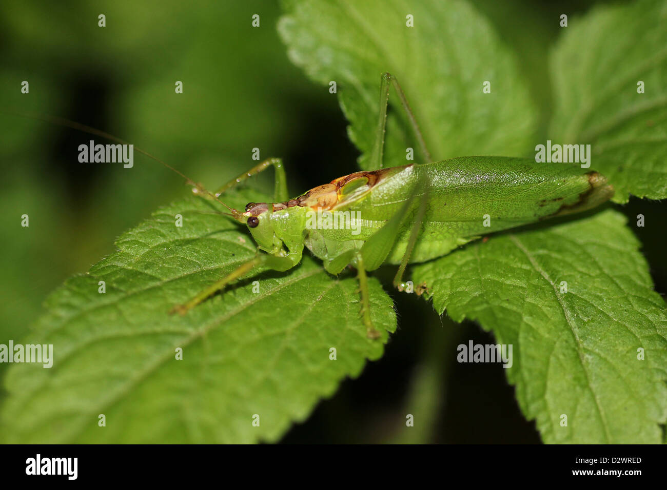Antenne insetti immagini e fotografie stock ad alta risoluzione - Alamy