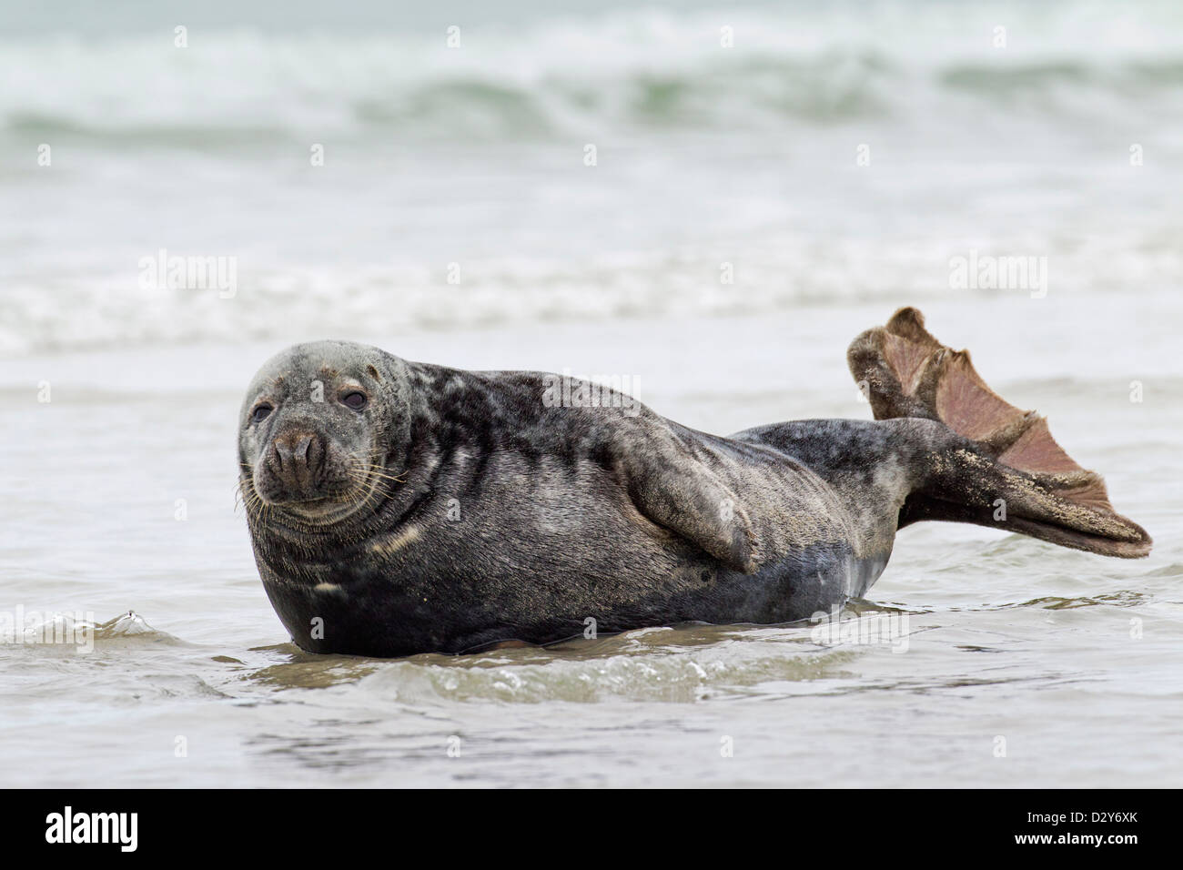Spiaggia di foca grigia immagini e fotografie stock ad alta risoluzione ...