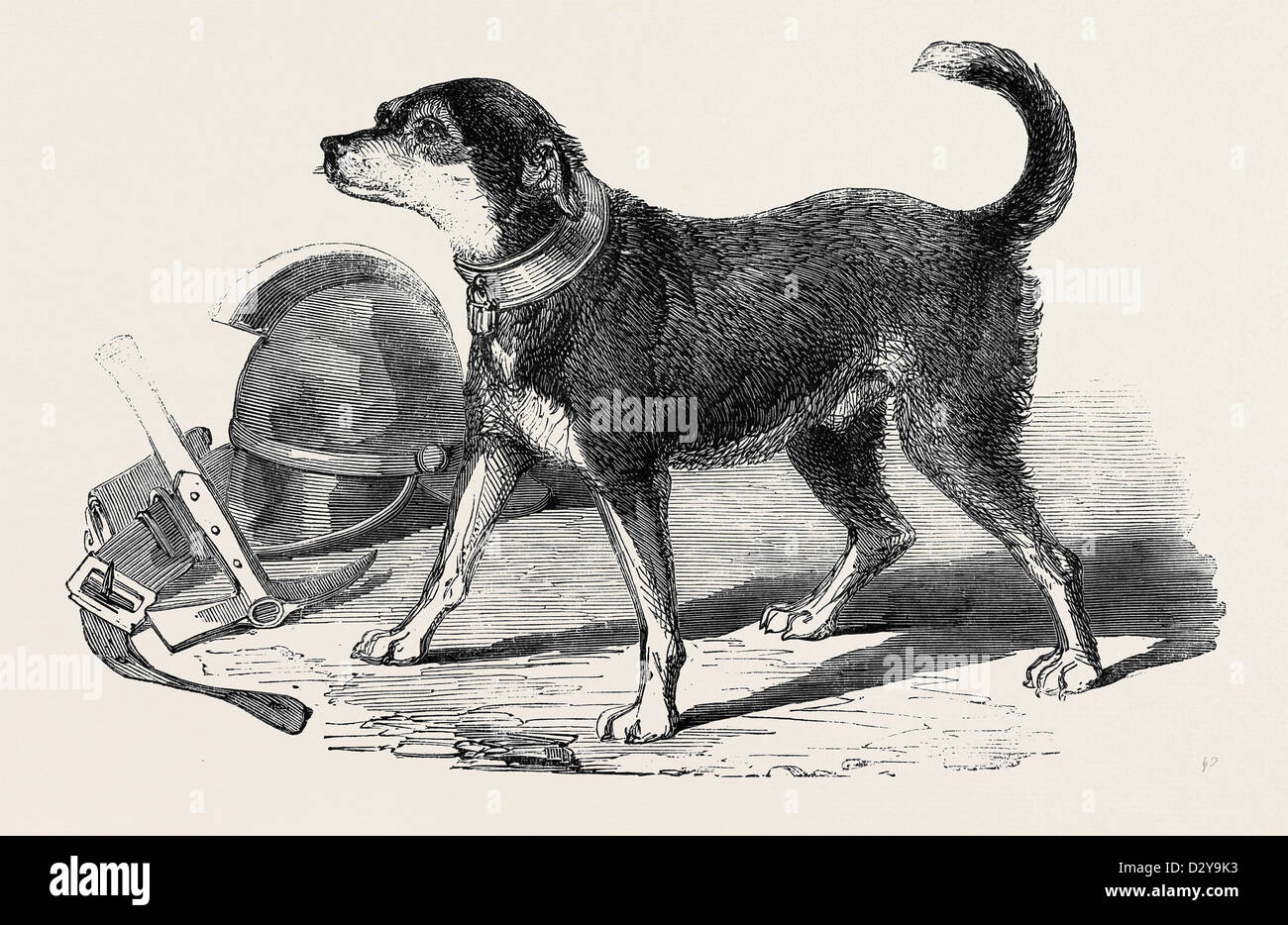 Fattura dei cani immagini e fotografie stock ad alta risoluzione - Alamy