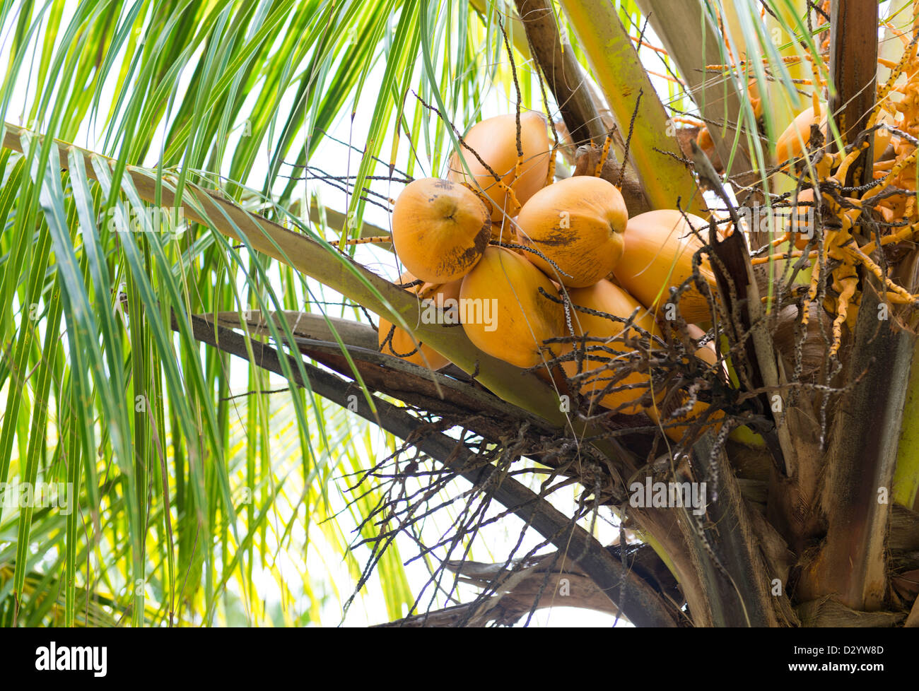 La spiaggia di cocco della barriera corallina immagini e fotografie ...