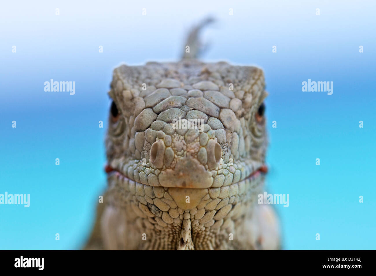 Iguana skin texture Immagini e Fotos Stock - Alamy