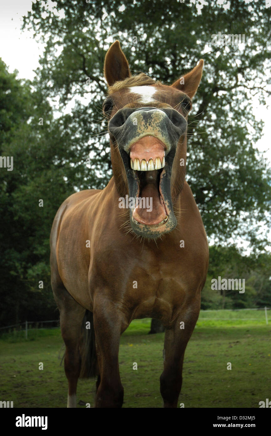 Cavallo che ride Foto stock - Alamy
