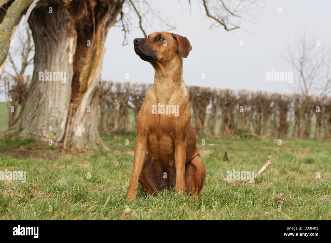 Cane Ridgeback rhodesiano / African Lion Hound adulto seduto in un ...